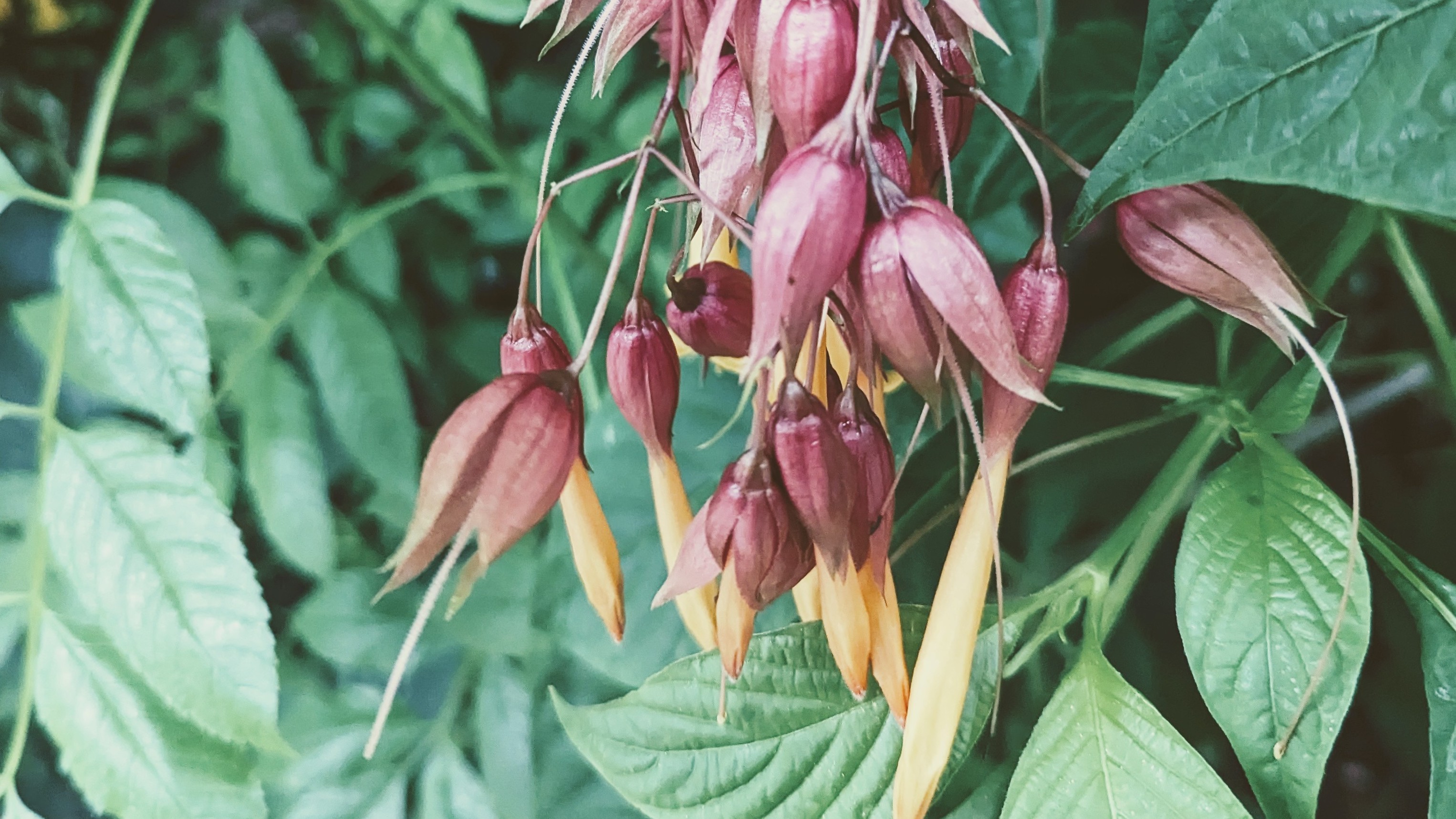 Play Dungeons & Dragons 5e Online | Improved DnD Modules! (Dragonlance ...