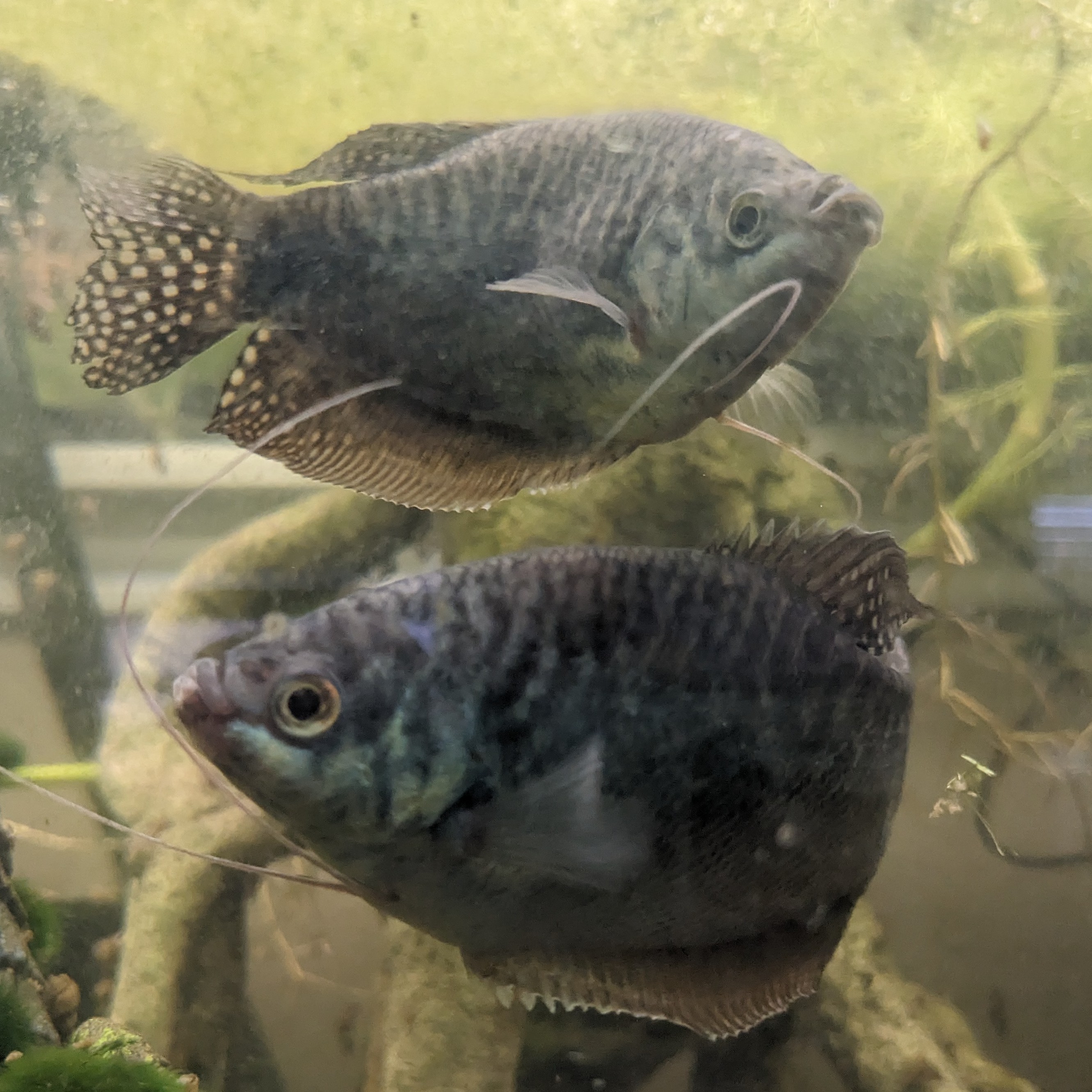 Professional Game Master - Zakarie | StartPlaying