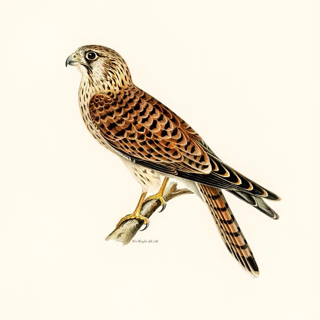 Professional Game Master - Samuel | StartPlaying